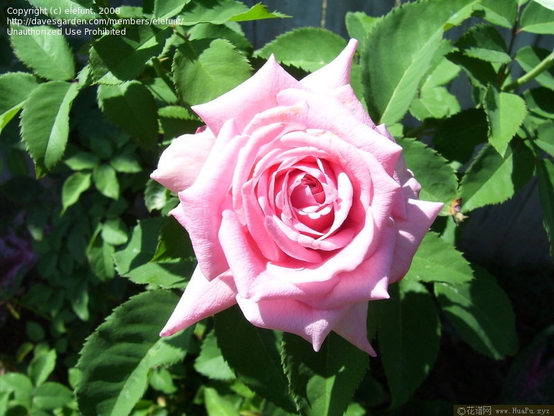 贝琳达之梦/贝琳达的梦想月季的优缺点与资料品种介绍 – 花圃网