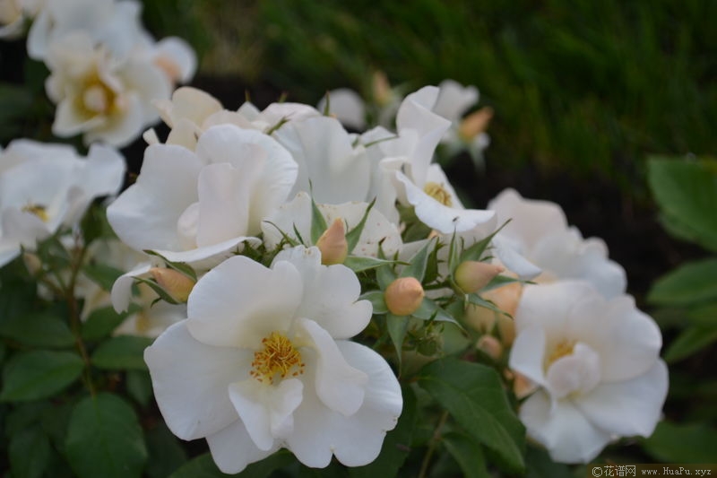 Sally Holmes莎莉福尔摩斯 月季的优缺点与资料品种介绍 – 花圃网