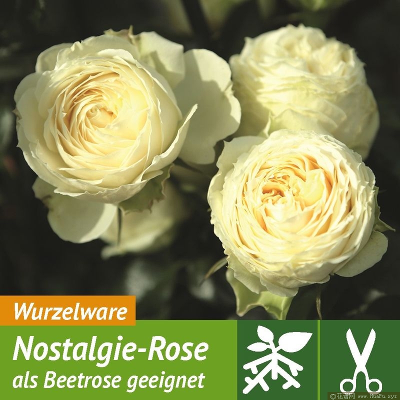 Lemon Rokoko 柠檬洛可可 月季的优缺点与资料品种介绍 – 花圃网