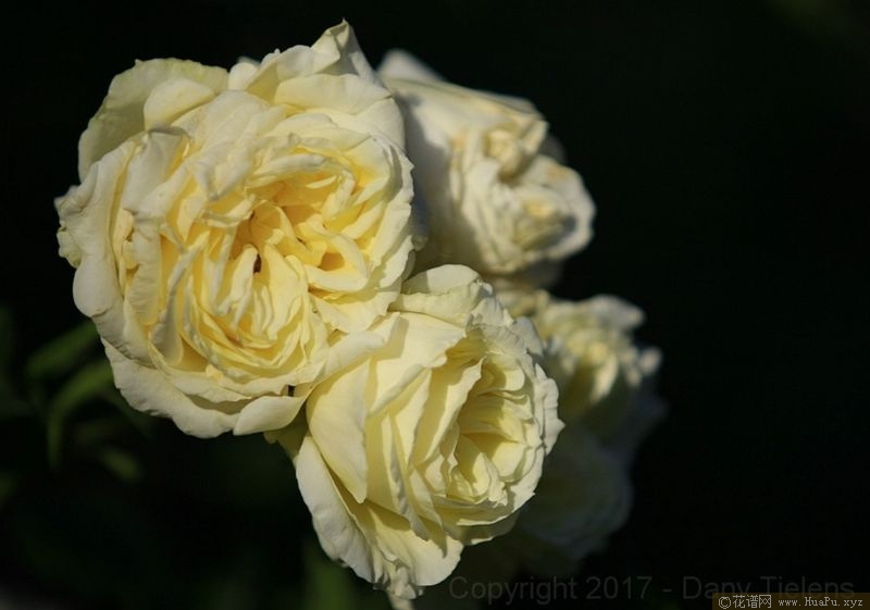 Lemon Rokoko 柠檬洛可可 月季的优缺点与资料品种介绍 – 花圃网