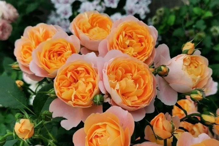 Rosa Terrazza Juicy果汁阳台 月季的优缺点与资料品种介绍 – 花圃网